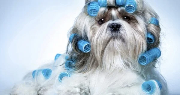 Just Cute - Dog Makeup