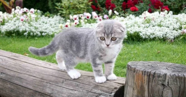 Just Cute - Cat On Trunk