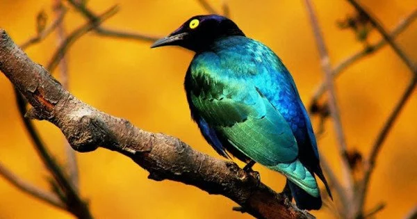 Beautiful Bird 5