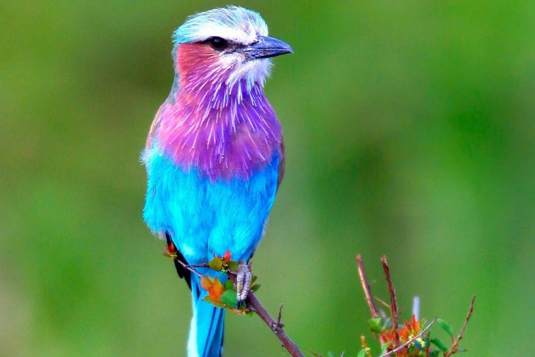 Beautiful Bird Posters