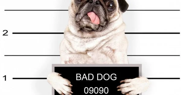 Cute Pug In Police Station