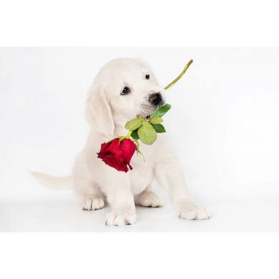 Cute Dog With Red Rose