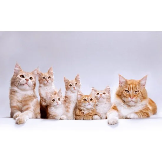 Cute Cat Family