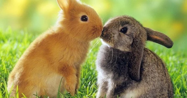 Cute Rabbits Kiss