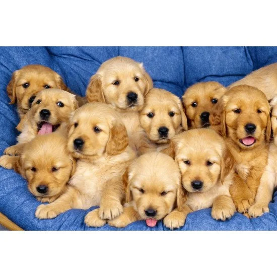 Lots Of Puppies