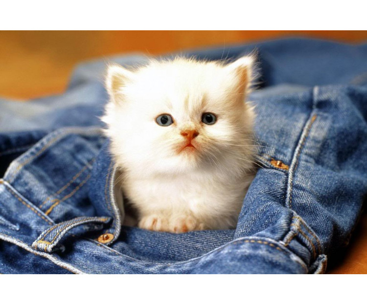 Cute Cat In Jeans Pocket - Animals | OshiPrint.in