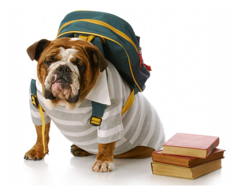 Bulldog In School - Animals | OshiPrint.in