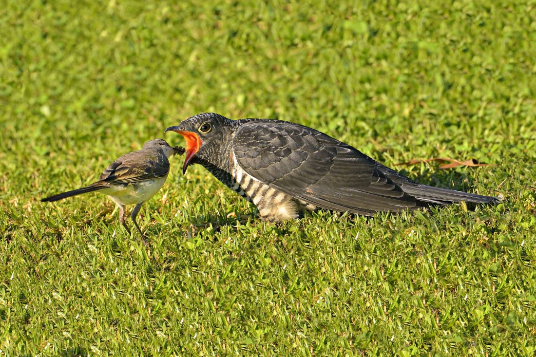 Bird Feeding - Nature | OshiPrint.in