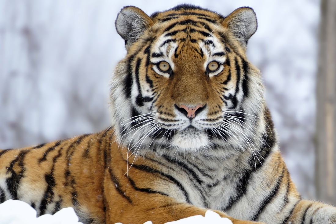 Sharp Eye Tiger - Animals | OshiPrint.in