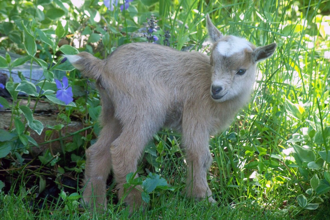 Brown Lamb In Forest - Animals | OshiPrint.in