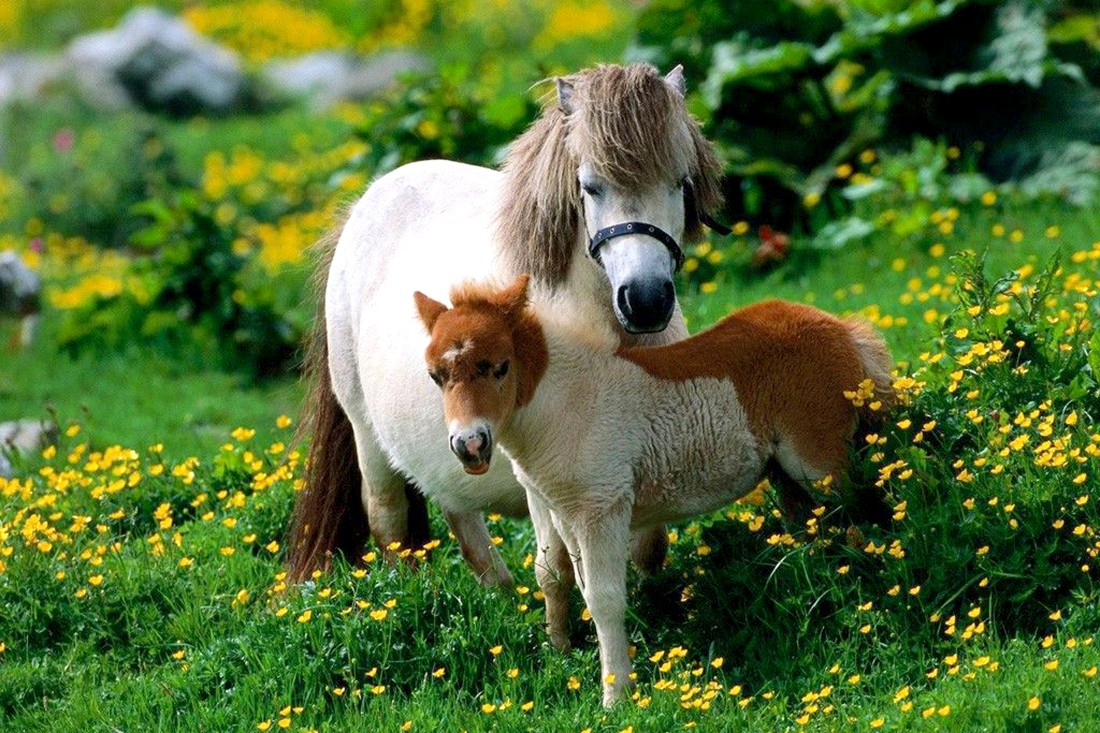 Ponies In The Field - Animals | OshiPrint.in