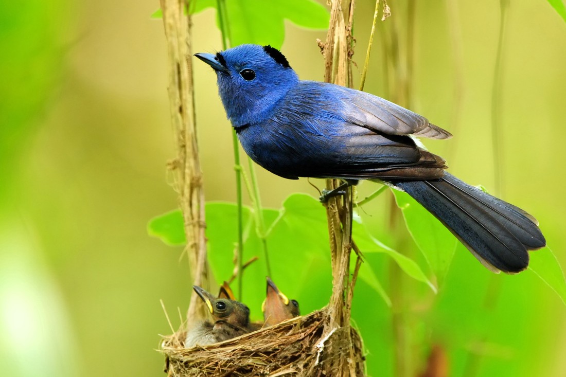 Oshi -Beautiful Bird 9 - Animals | OshiPrint.in