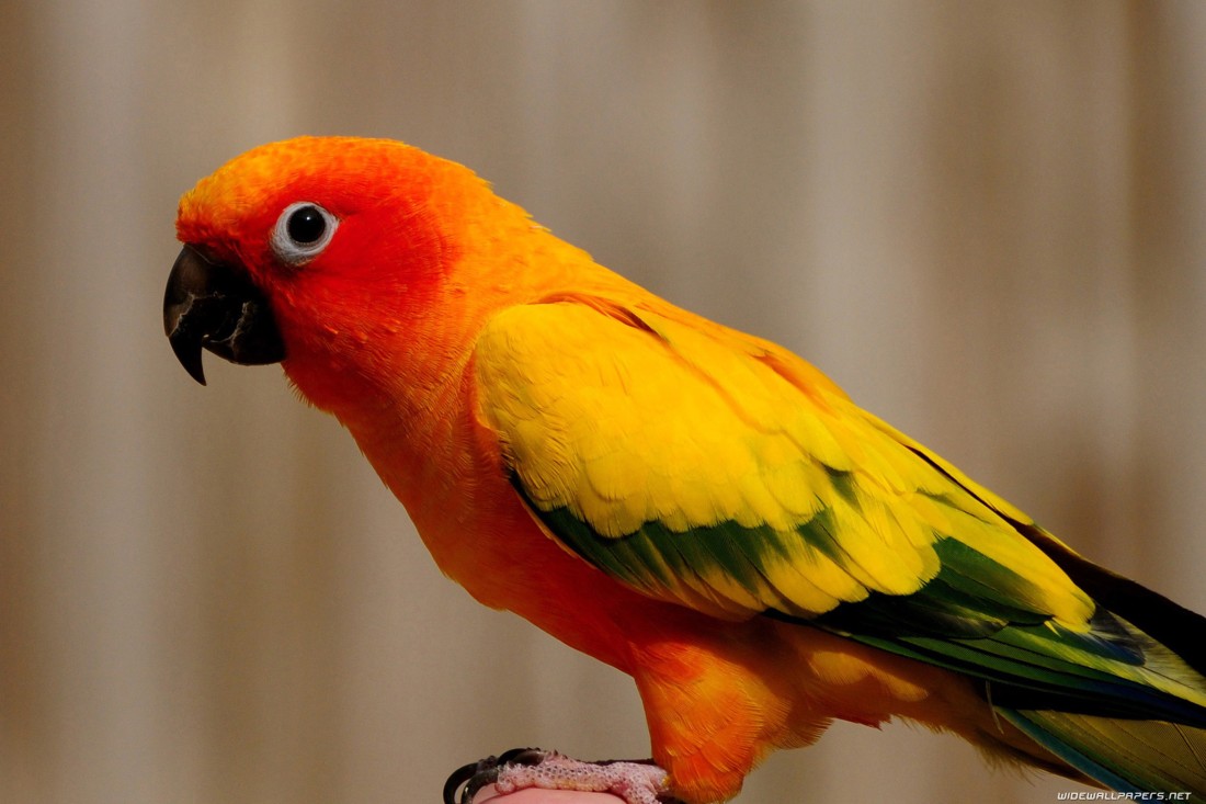 Beautiful Red Parrot - Animals | OshiPrint.in