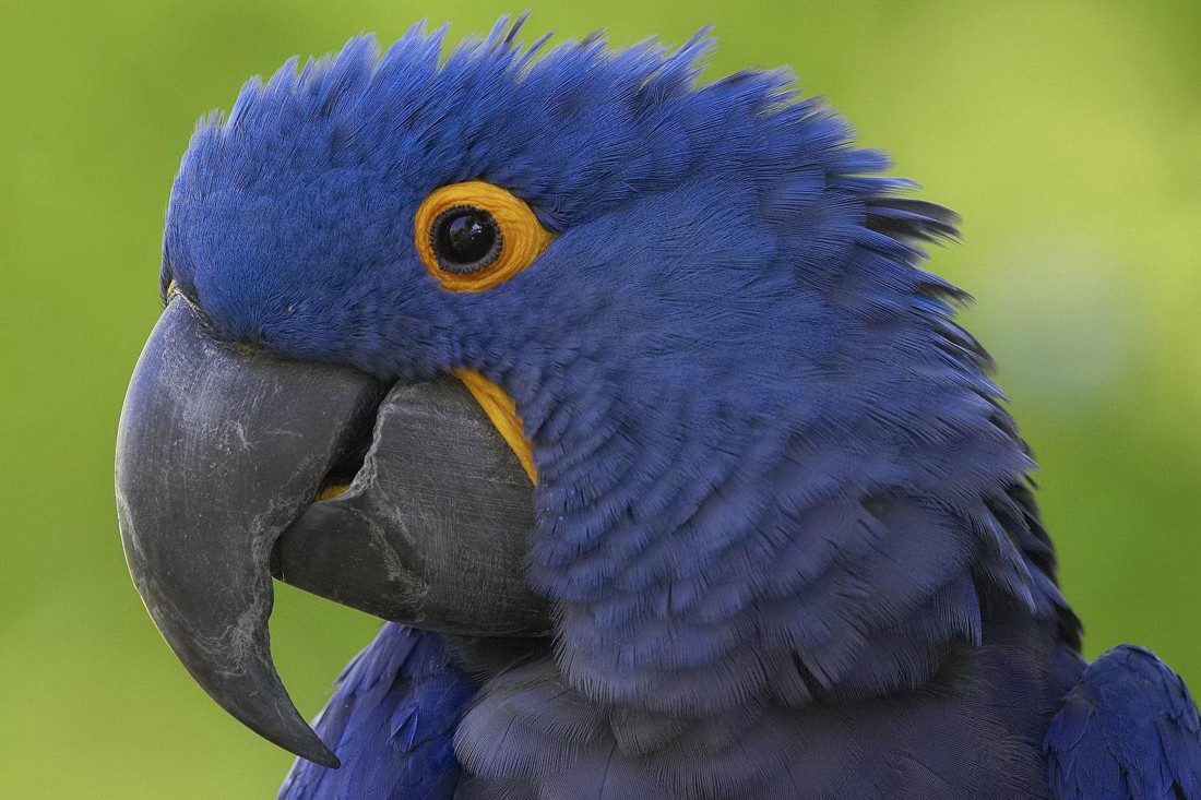 Blue Parrot - Animals | OshiPrint.in