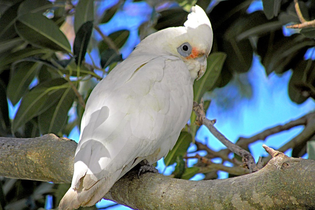 Beautiful Parrot - Animals | OshiPrint.in