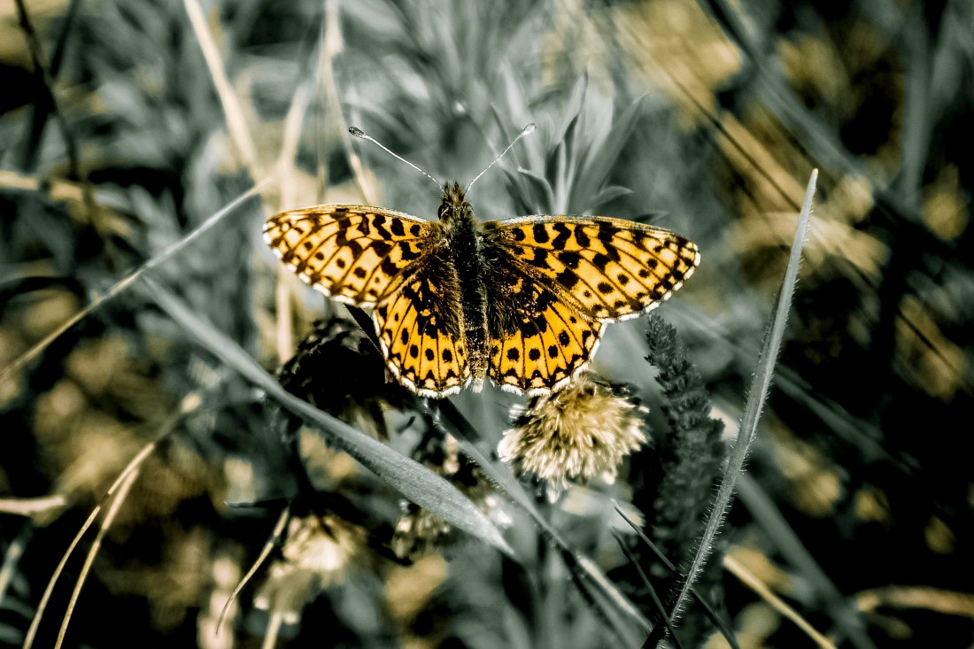 Yellow Butterfly - Animals | OshiPrint.in