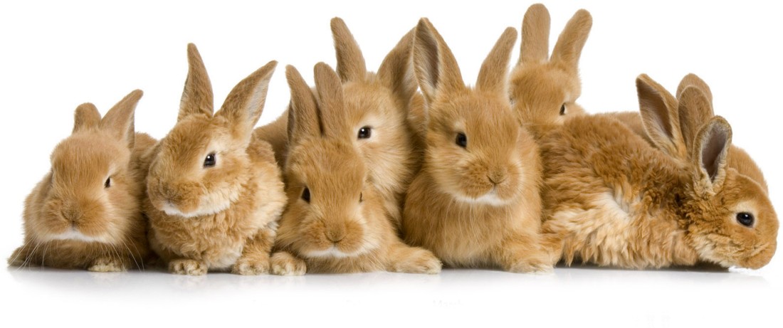 Lots Of Rabbits - Animals | OshiPrint.in